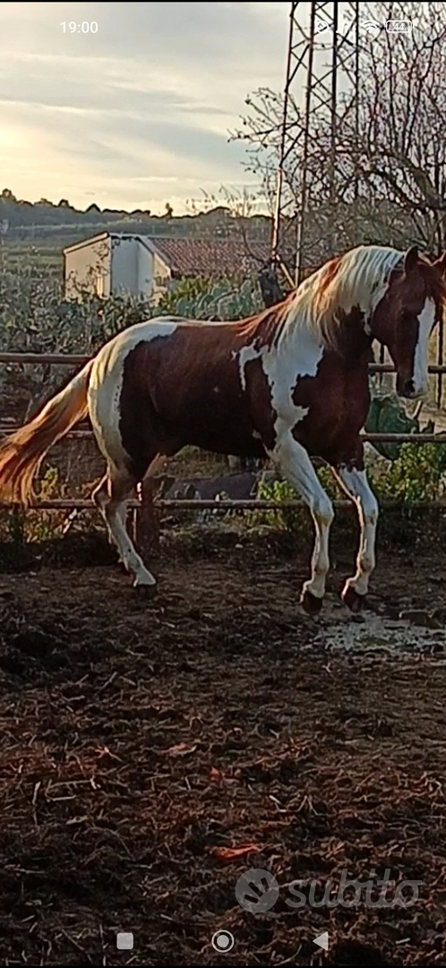 Stallone Paint - Animali In vendita a Caltanissetta