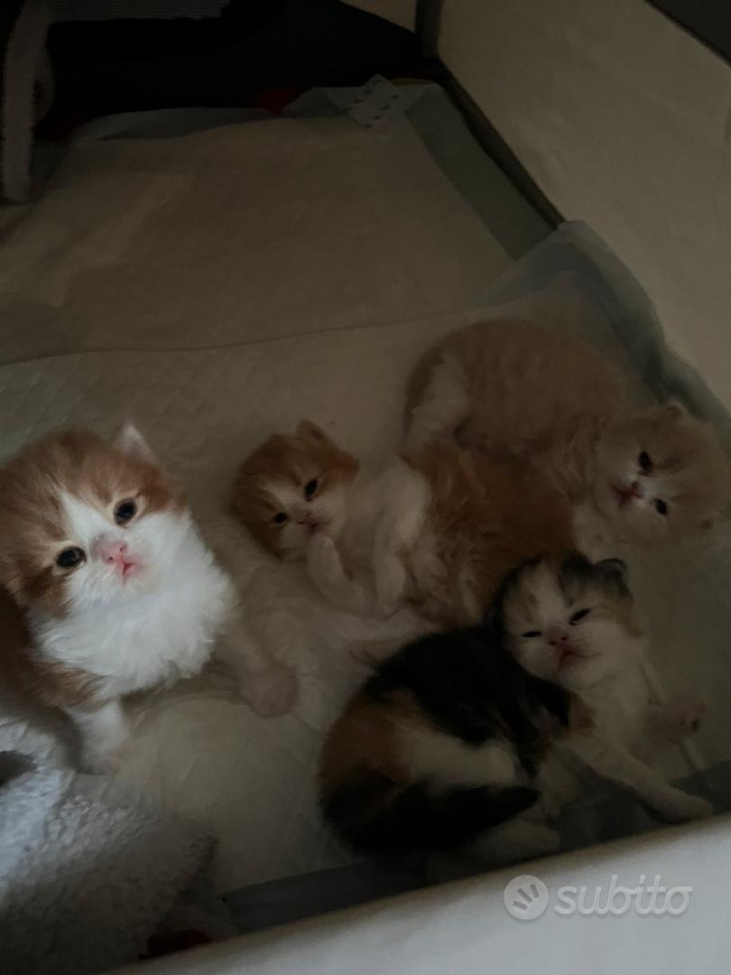 Scottish fold/straight - Animali In vendita a Bologna