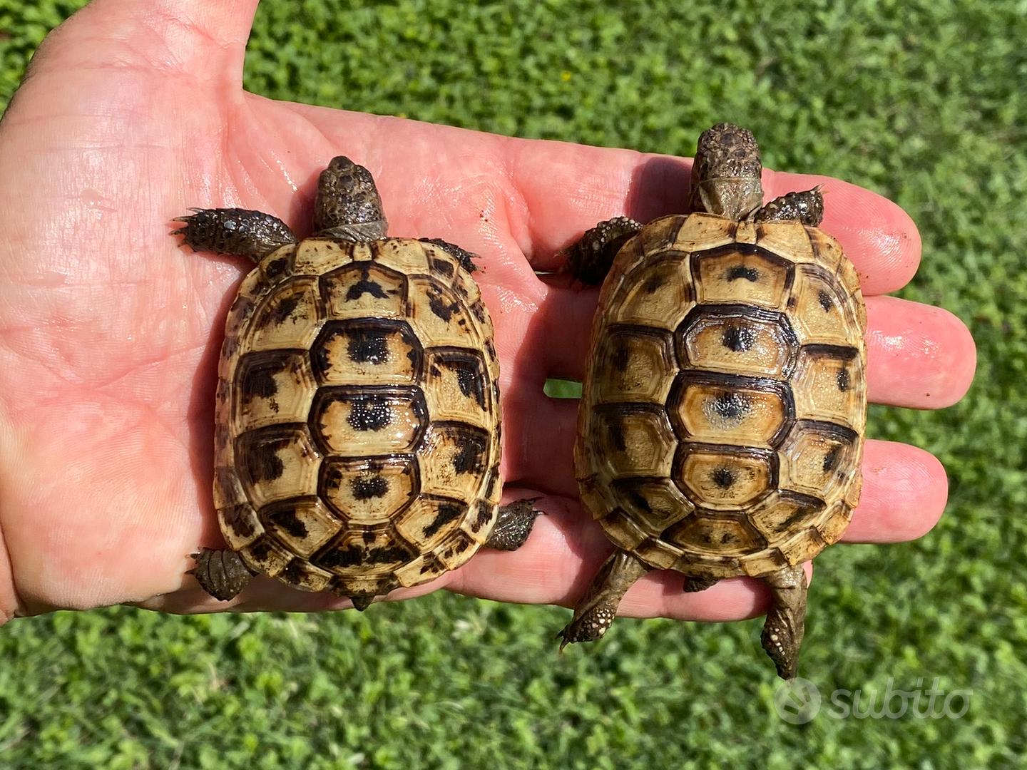 Testudo graeca - Animali In vendita a Roma