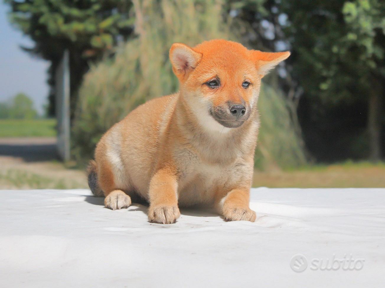 Subito - Allevamento Cuccioli - Cucciolina femmina di Shiba Inu rossa ...
