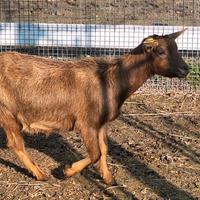 Capre - Regalo e vendita animali in Emilia-Romagna - Subito.it