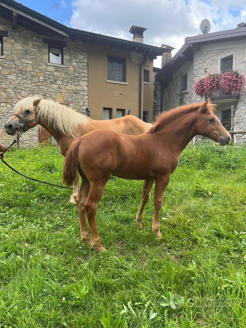 Cavalla haflinger con puledra paint - Animali In vendita a Brescia