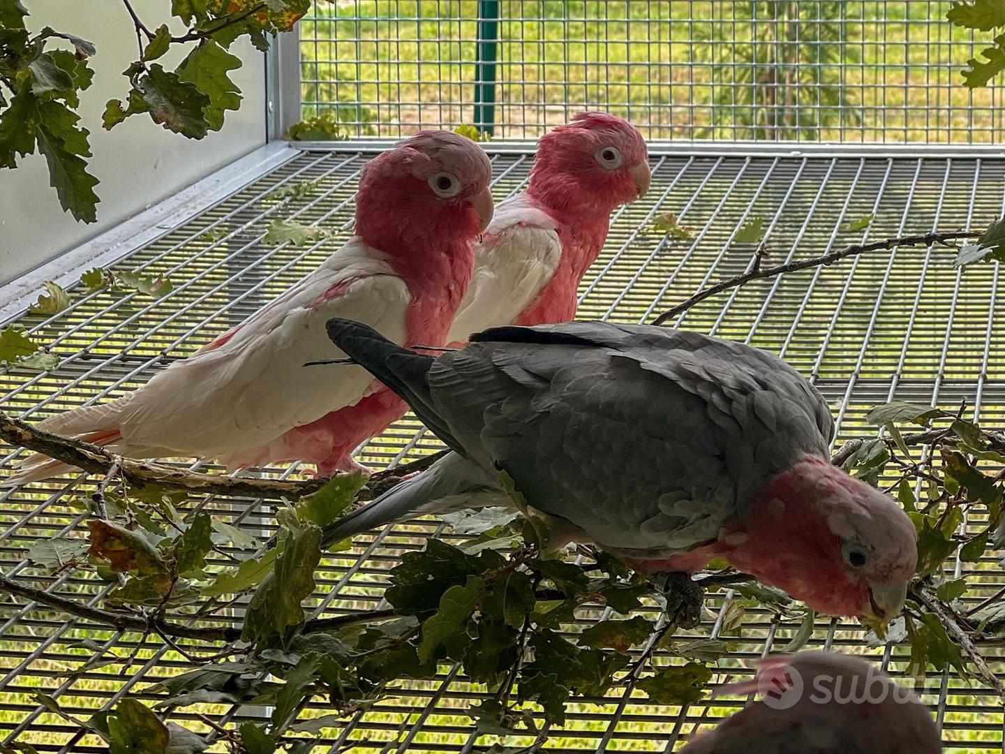 Coppie Cacatua rosa ancestrali e lutini - Animali In vendita a Pescara