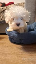 Maltesi minitoy tipologia coreana - Animali In vendita a Pavia