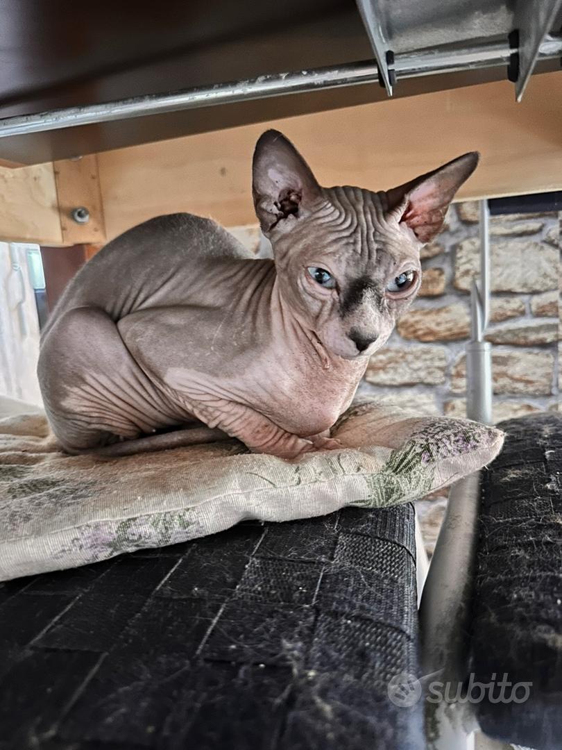 Gatto Sphynx maschio - Animali In vendita a Torino