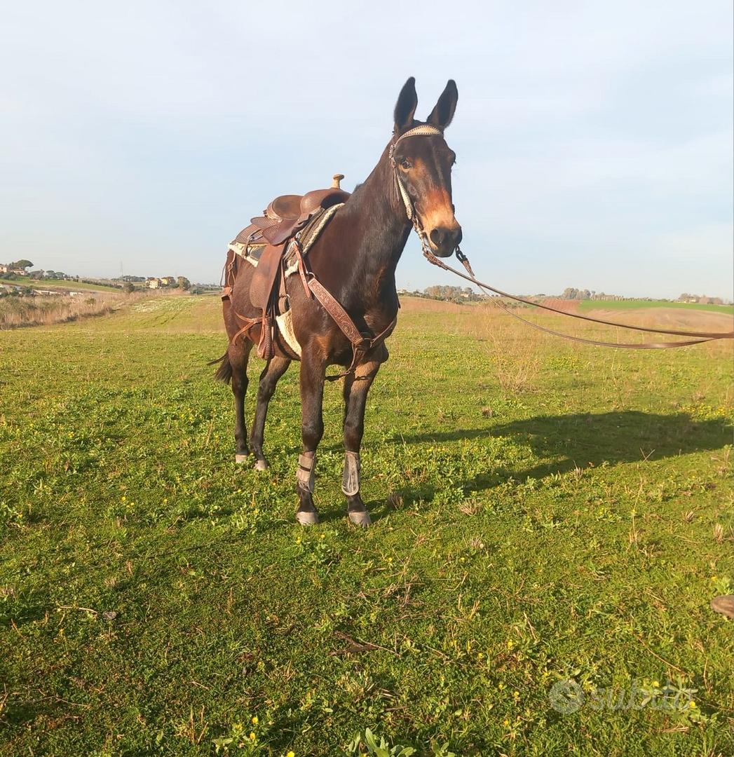 Mulo 6 anni - Animali In vendita a Roma