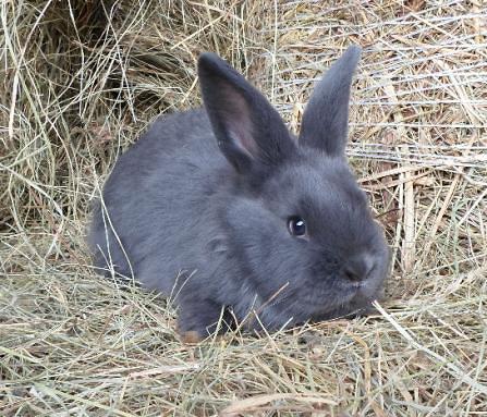 Conigli razza Blu di Vienna (NO NANI) - Animali In vendita a Bergamo
