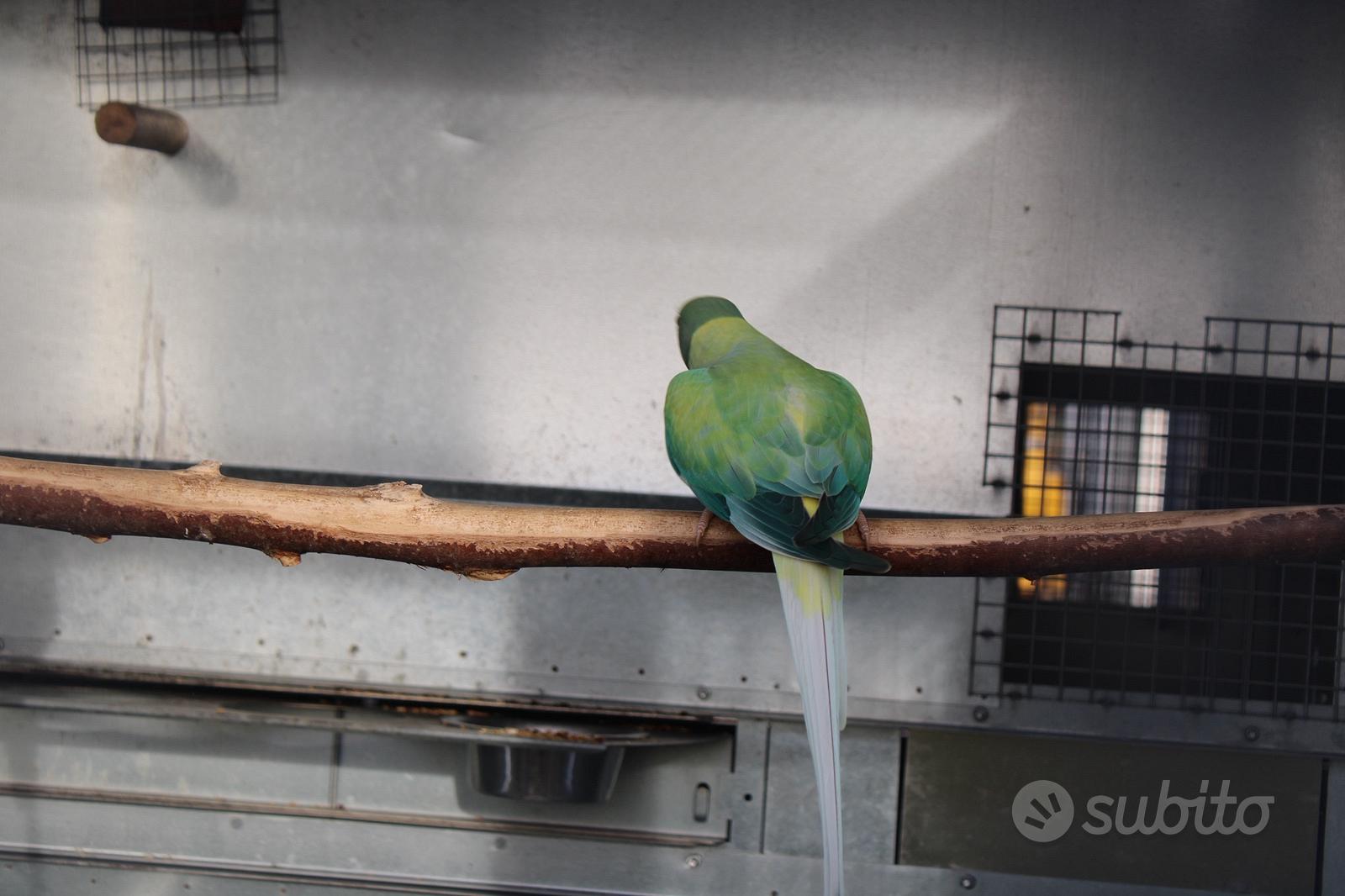 Parrocchetto dal collare, opalino cleartail F - Animali In vendita a ...