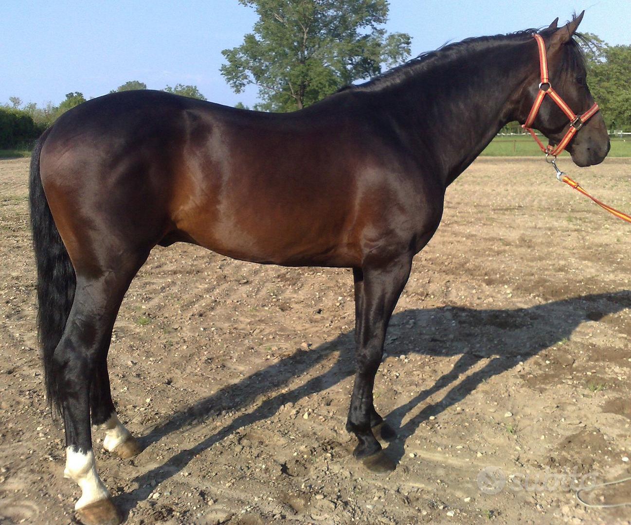 Cavallo in affidamento vicino a Milano ( leggere) - Animali In vendita ...