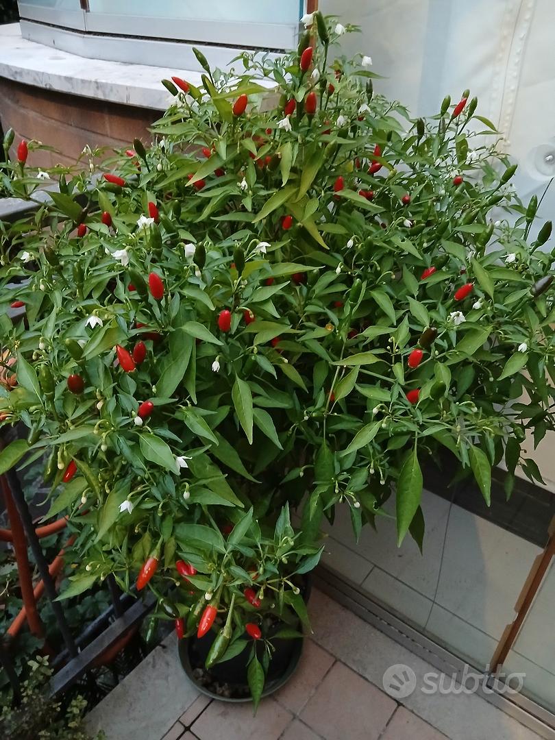 pianta di peperoncino - Giardino e Fai da te In vendita a Roma