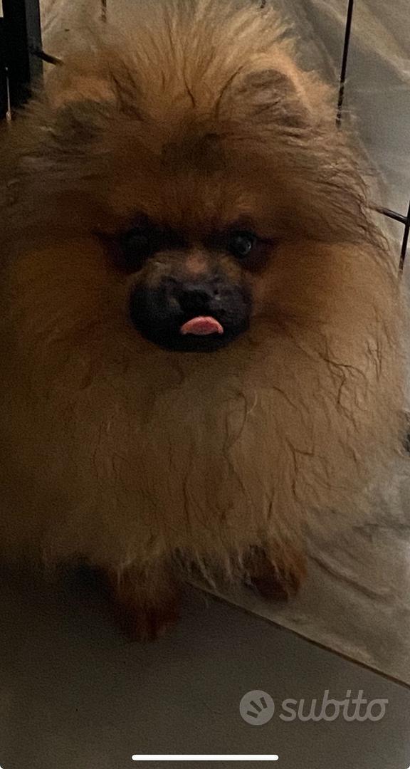 Spitz Pomerania Nano - Animali In vendita a Milano