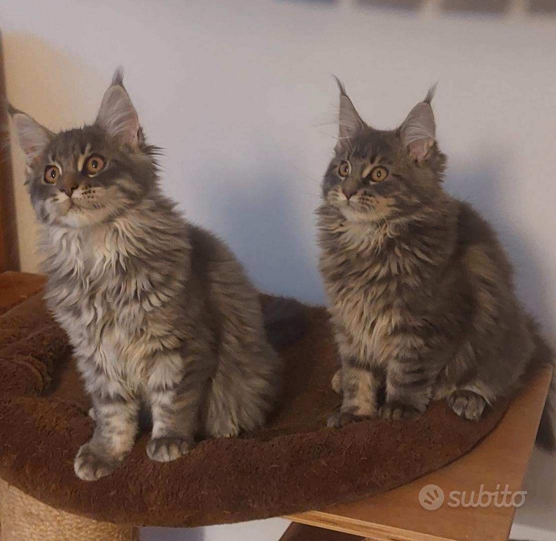Maine coon cucciole - Animali In vendita a Imperia
