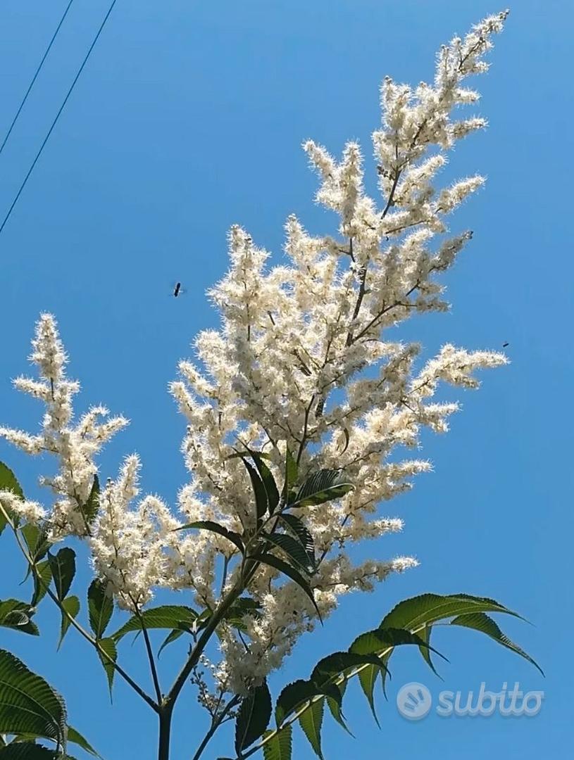 Cespuglio perenne Sorbaria sorbifolia - Giardino e Fai da te In vendita ...