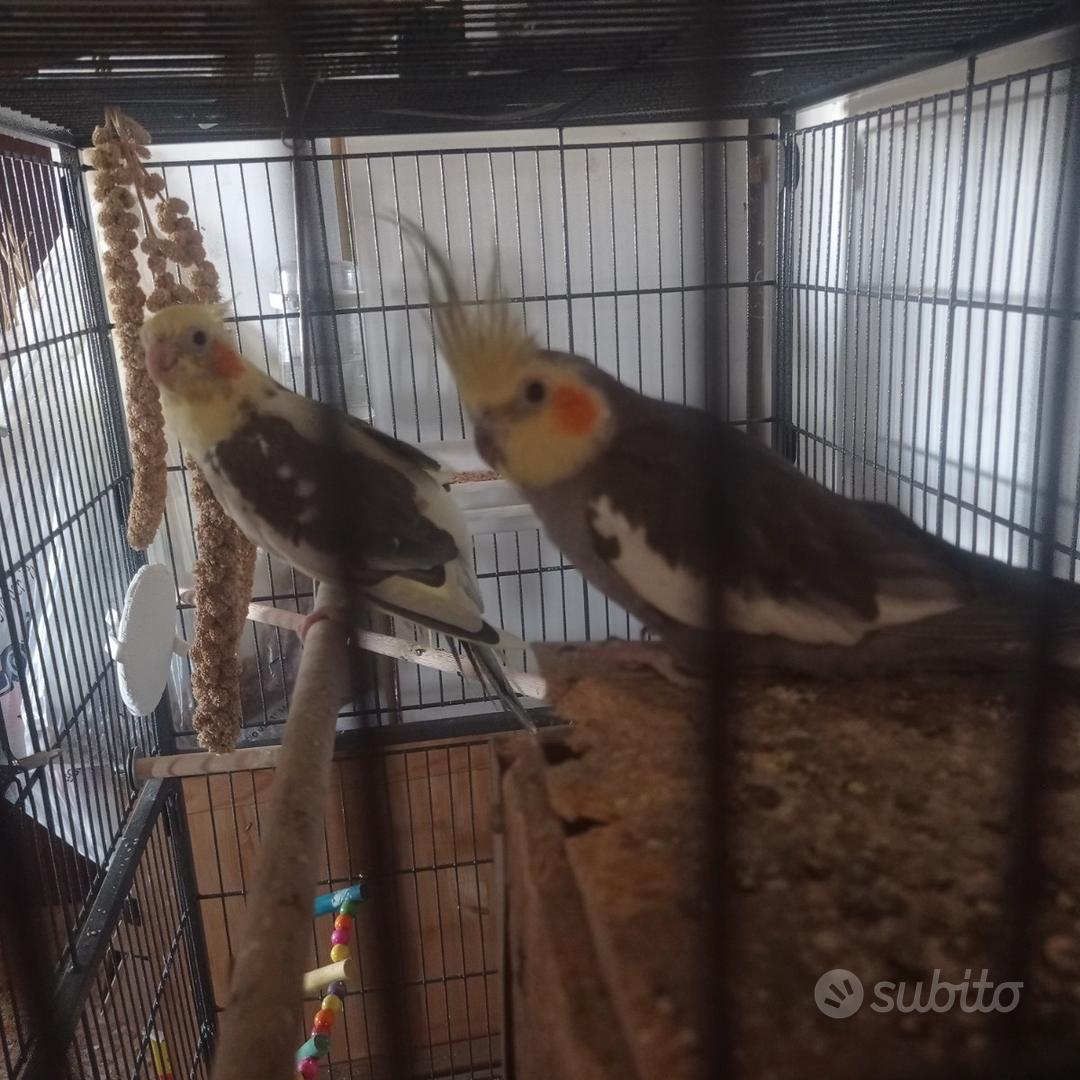 Calopsite - Animali In vendita a Bologna