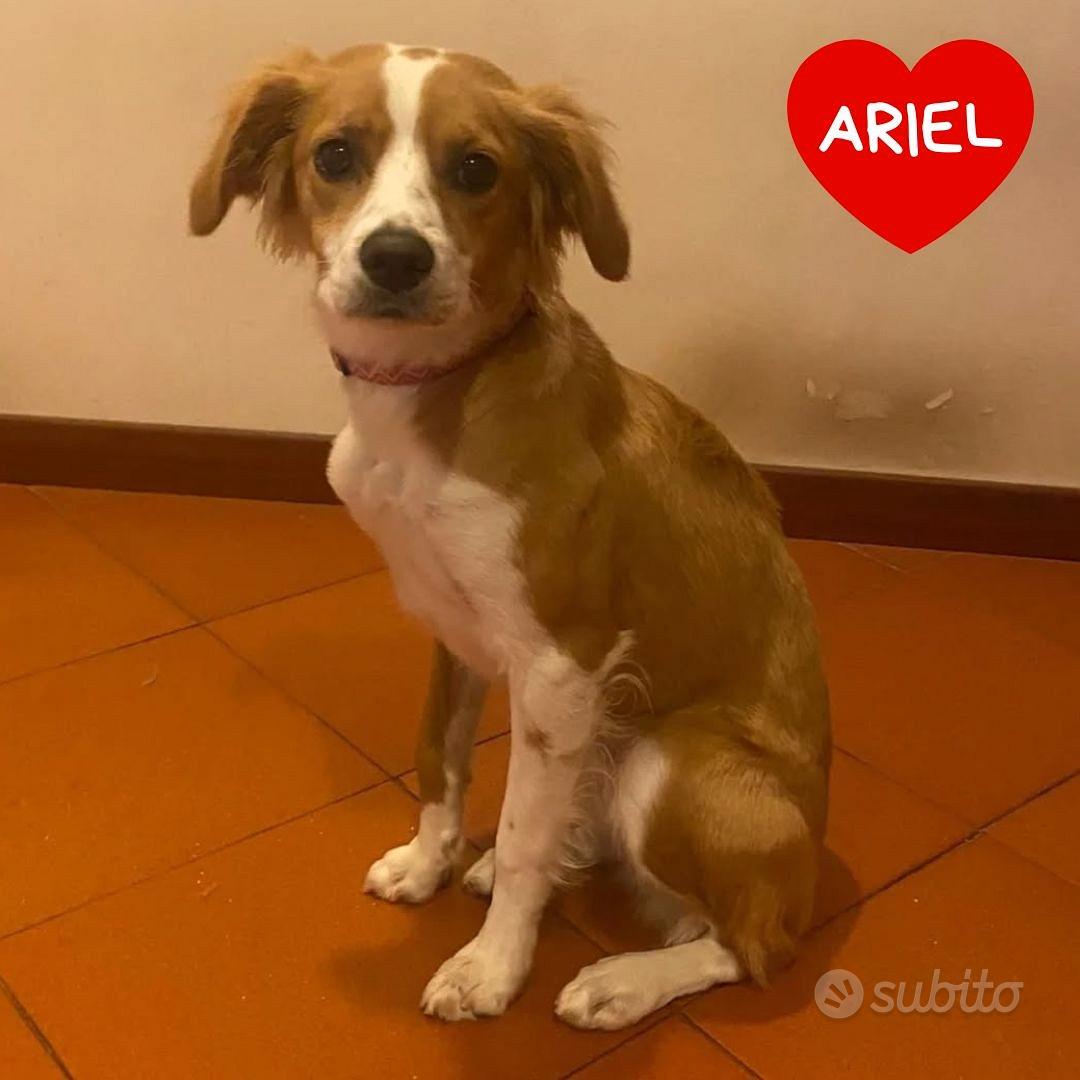Ariel dolce cagnolina mix Breton 8 mesi adozione - Animali In regalo a ...