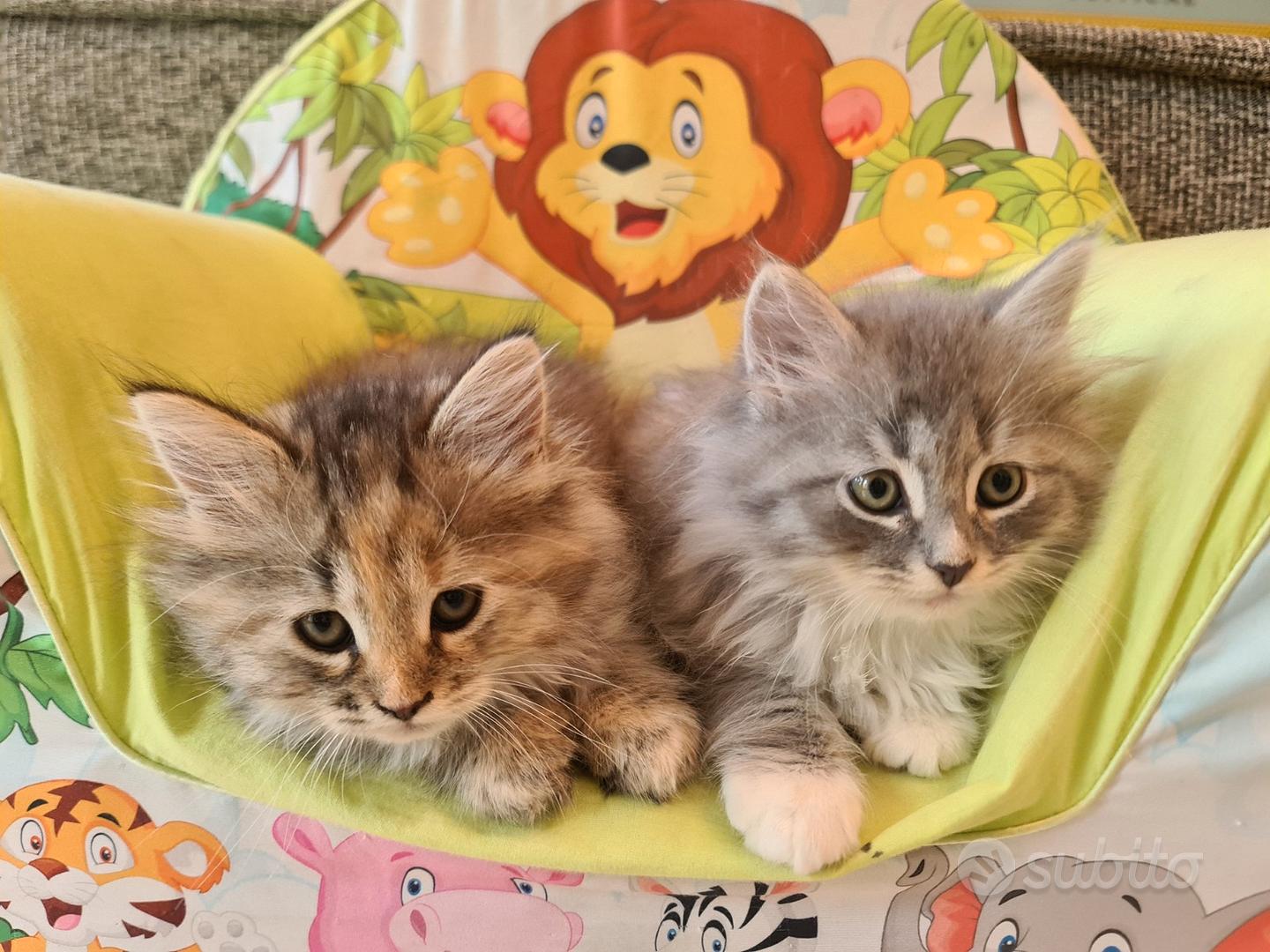Gattini SIBERIANI - Animali In vendita a Bologna