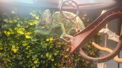 Camaleonte - Animali In vendita a Mantova