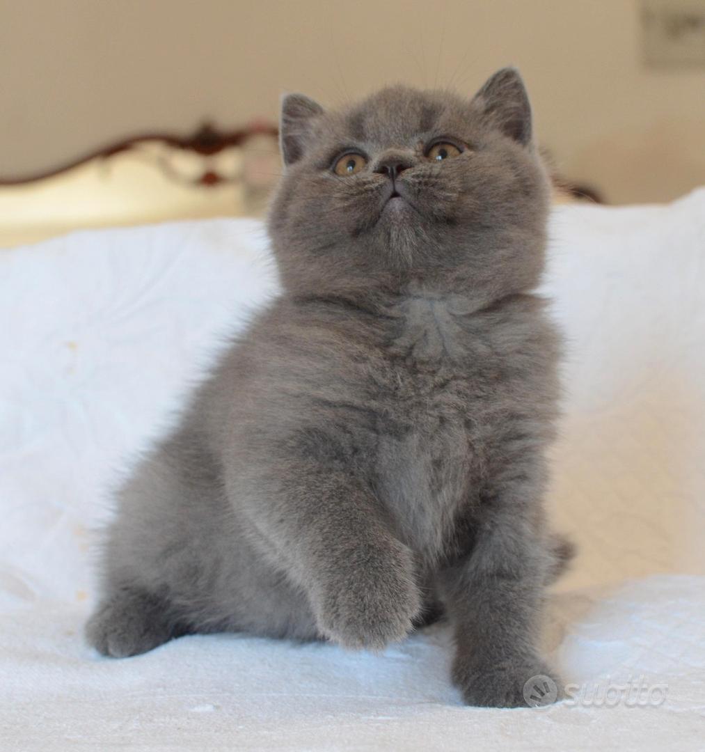 Scottish fold straight - Animali In vendita a Massa-Carrara