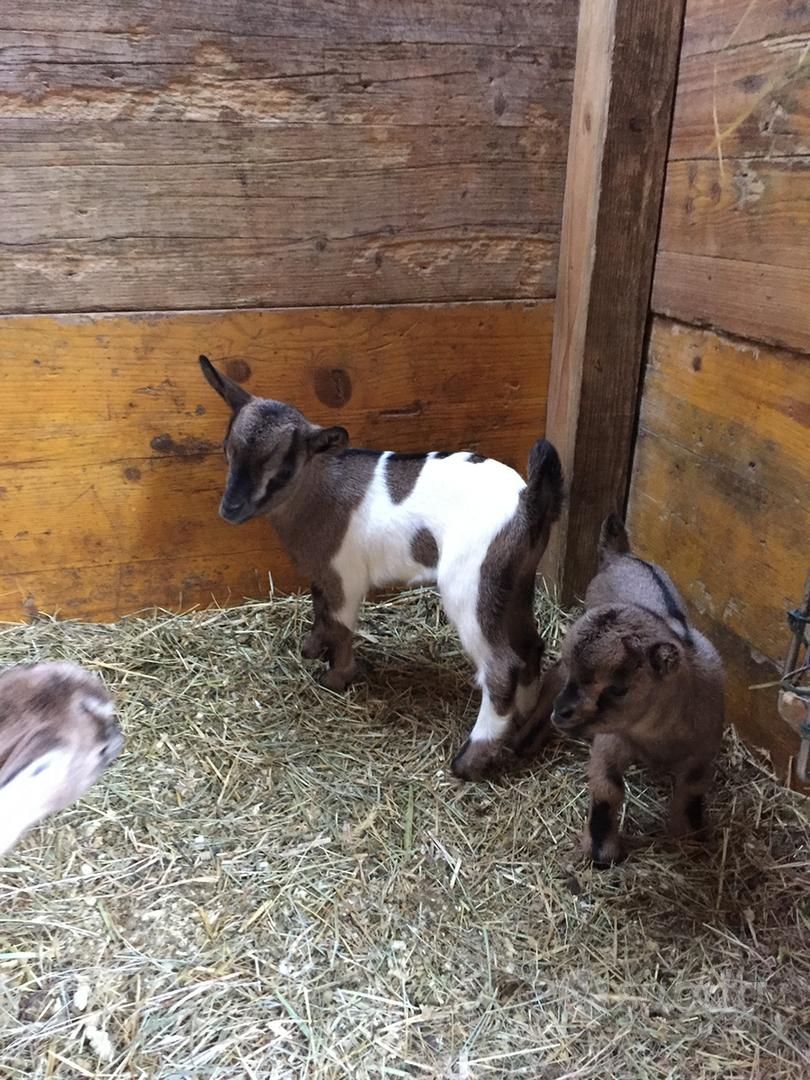 Caprette tibetane - Animali In vendita a Milano
