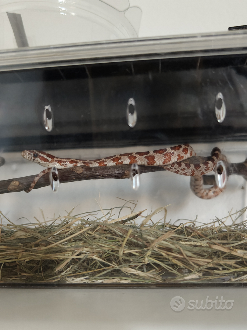 Elaphe guttata baby/serpente del grano - Animali In vendita a Verona