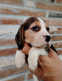 Cuccioli di beagle - Animali In vendita a Roma