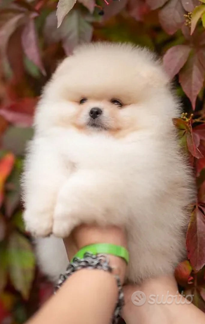 Spitz Pomerania mini Toy nati in casa cn attestat - Animali In vendita ...