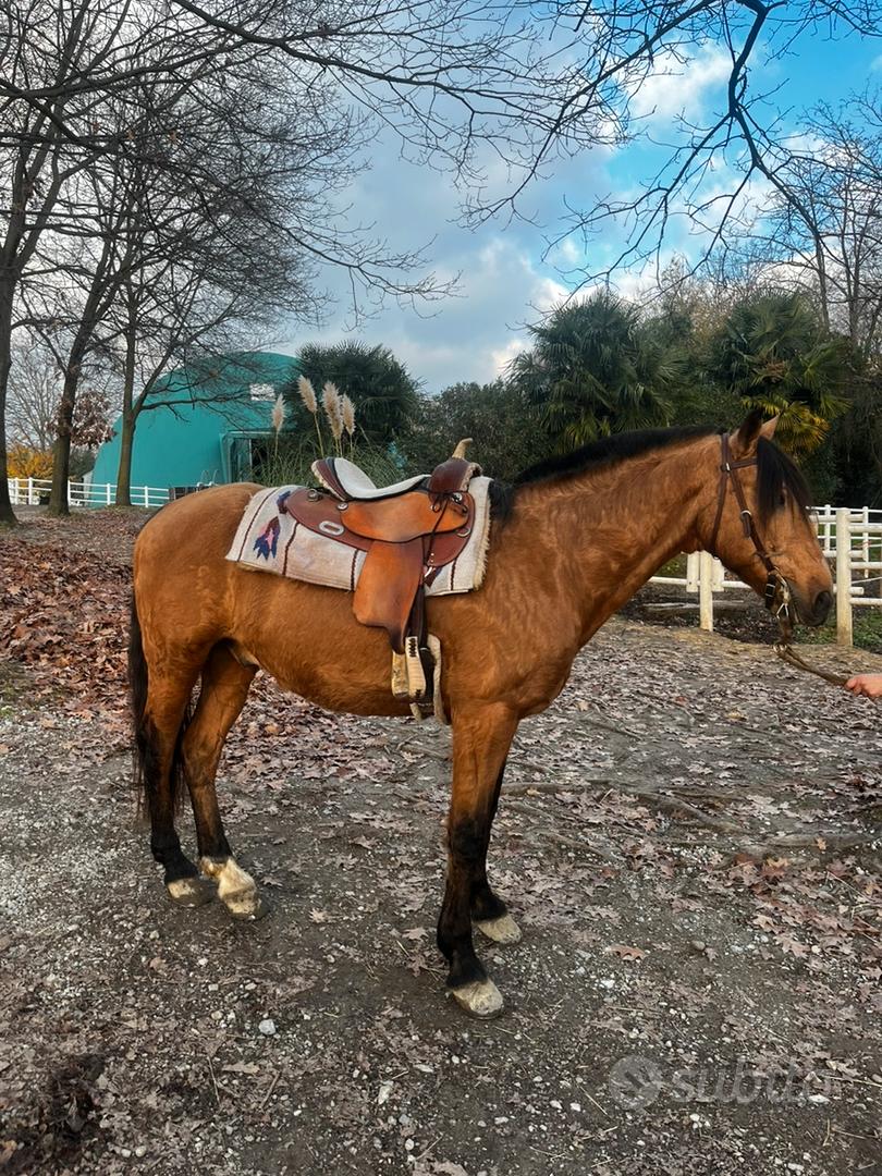 Cavallo - Animali In vendita a Varese