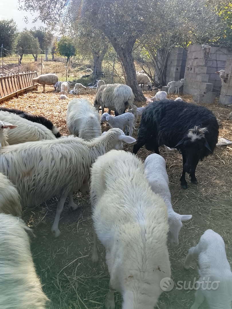 50 ovini - Animali In vendita a Sassari