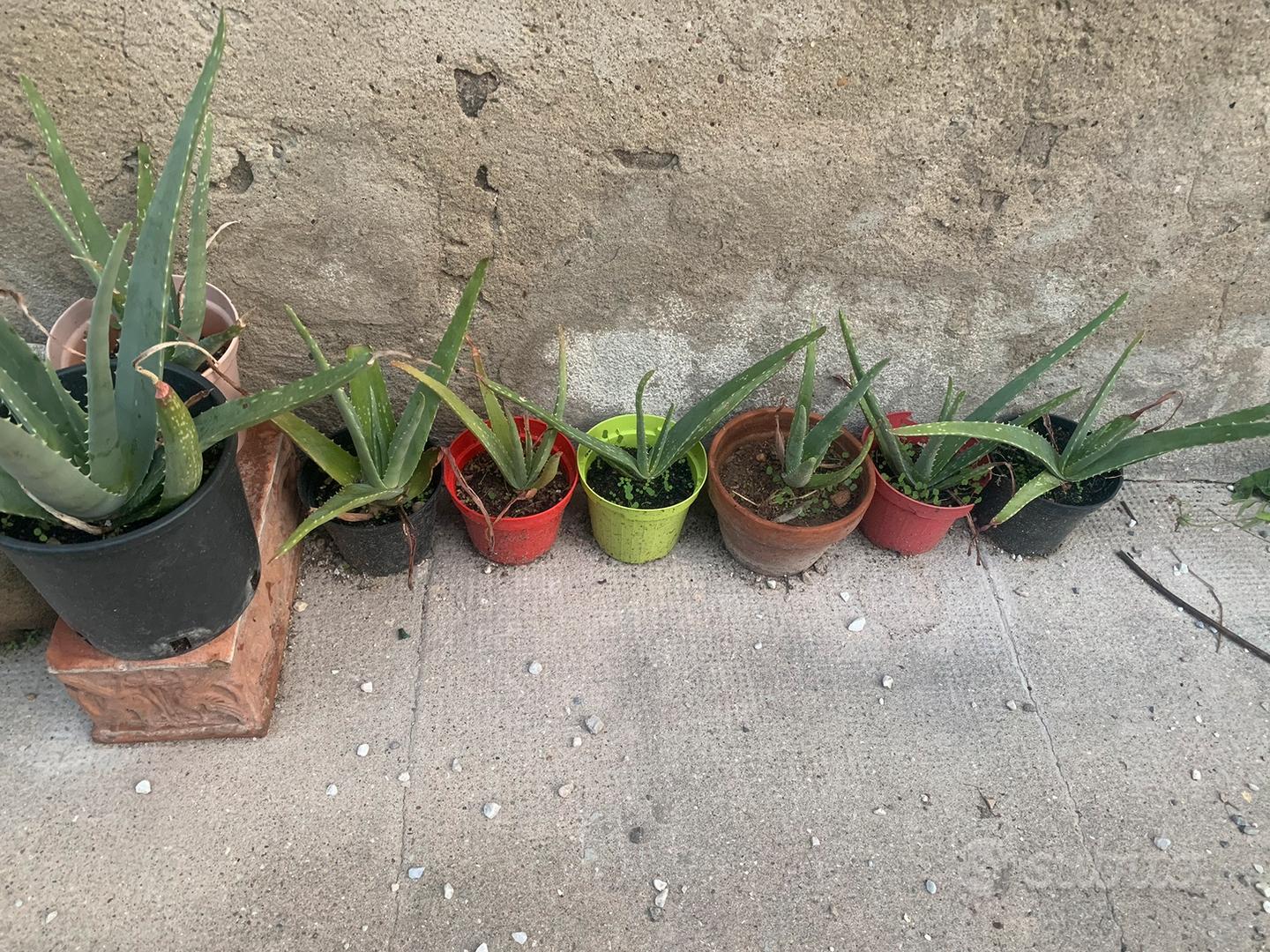 Piante Aloe vera talee - Giardino e Fai da te In vendita a Pisa