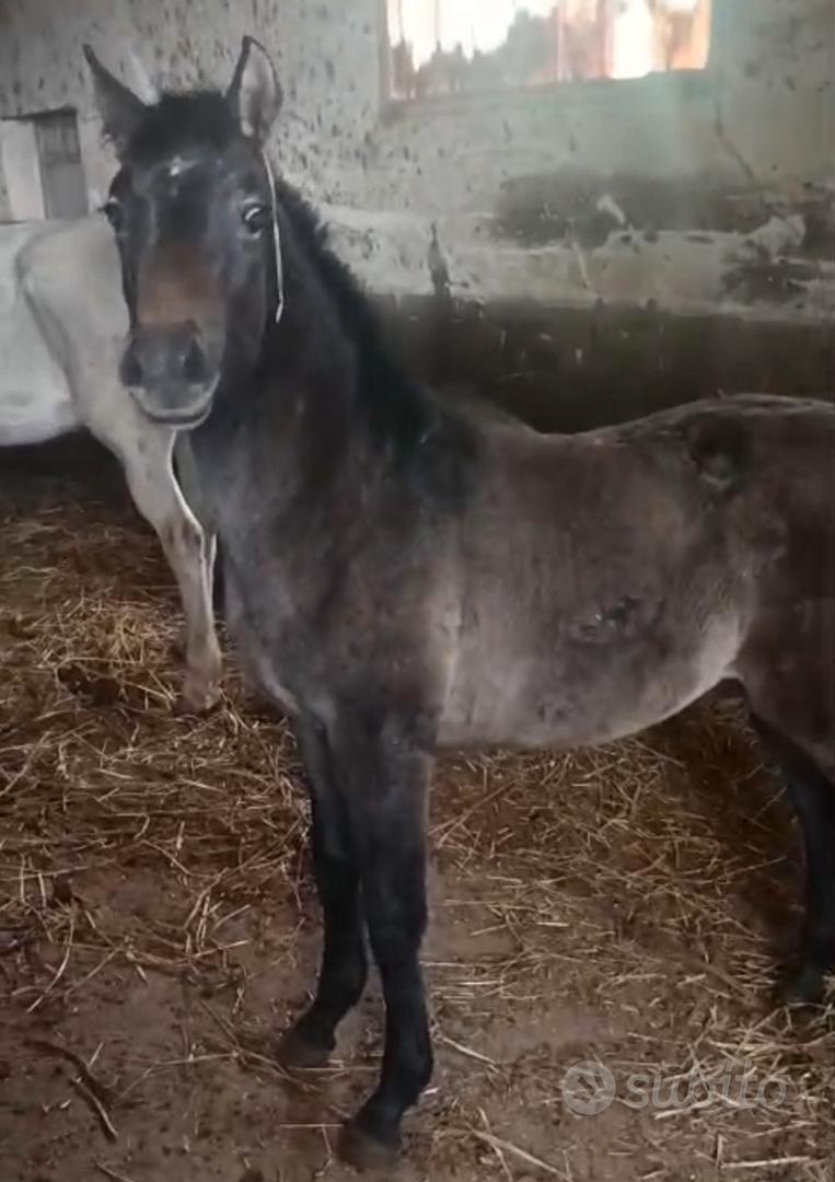 Cavallo - Animali In vendita a Palermo