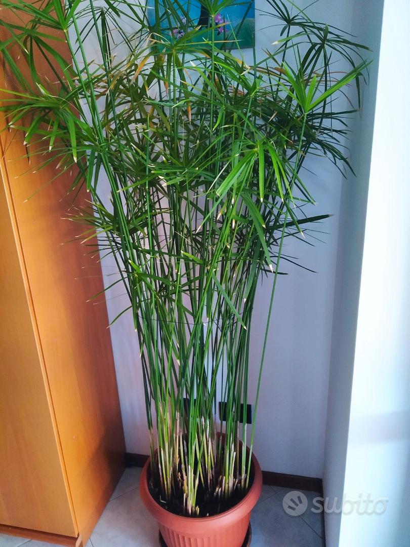 Pianta papiro - Giardino e Fai da te In vendita a Como