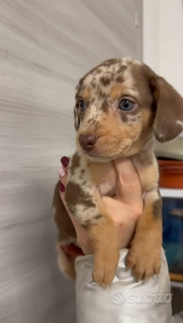 Subito - LA SIGNORA DEI CANI - Bassotto Arlecchino Cioccolato. Isabella ...