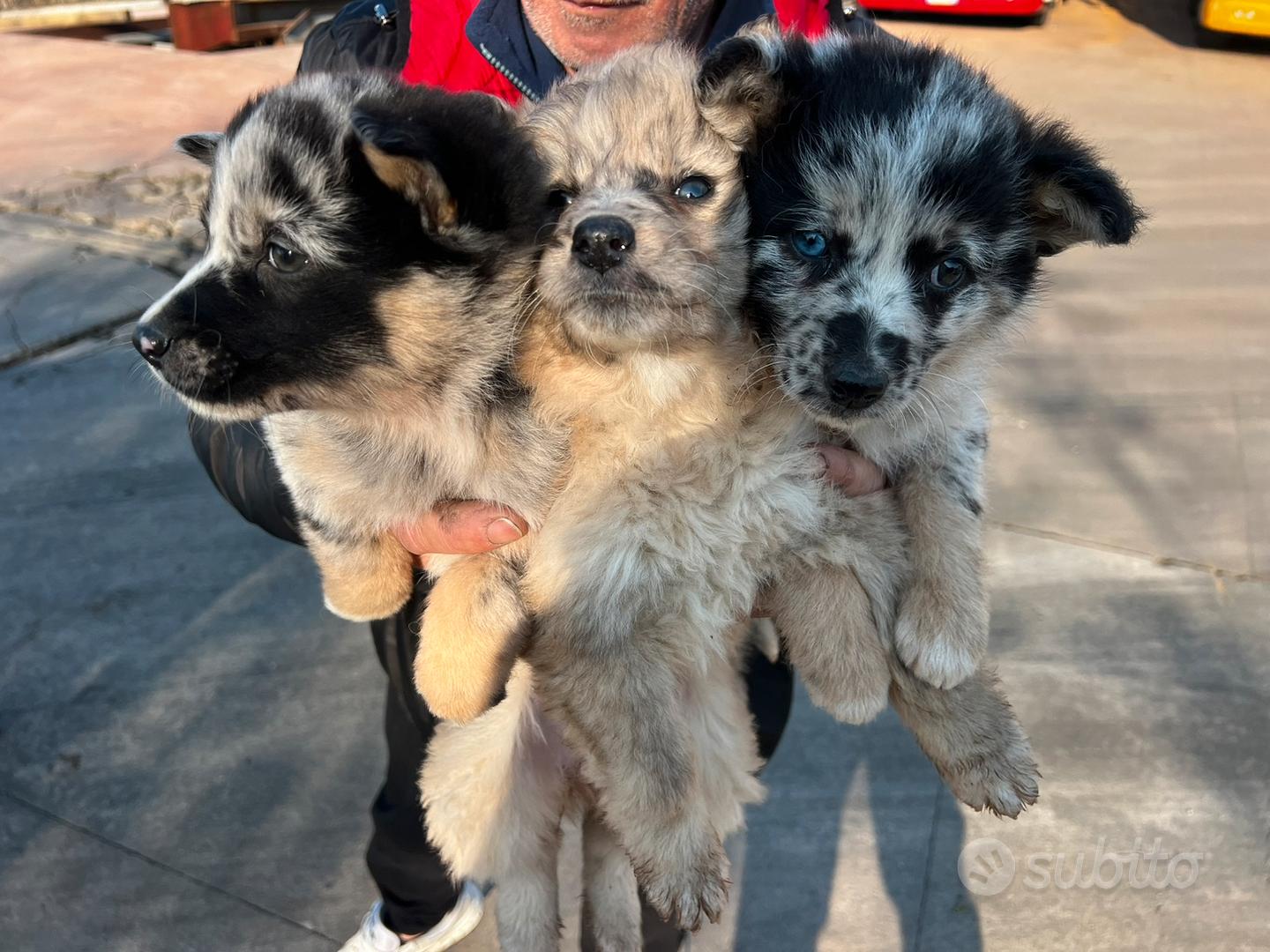 Subito - Novican® - Cuccioli di Pastore della Lessinia e del Lagorai ...