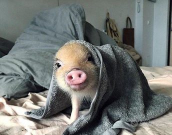 Minipig juliana - cuccioli di maialino nano - Animali In vendita a Torino