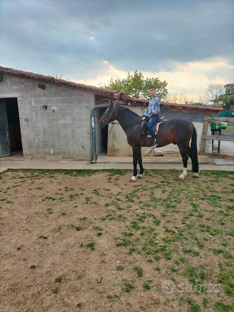 Cavallo sella italiano - Animali In vendita a Bergamo