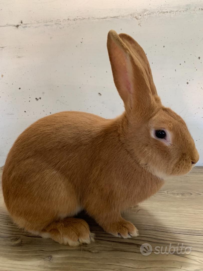 Conigli di razza - Animali In vendita a Napoli