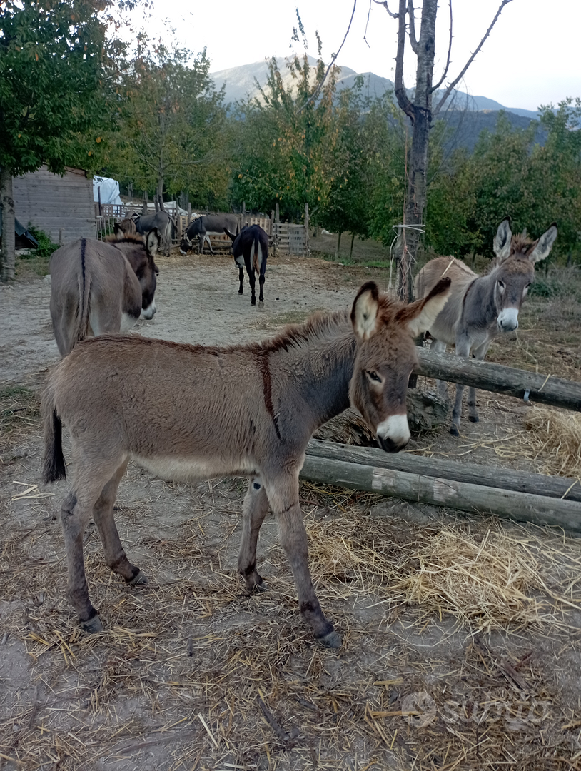 Asini - Animali In vendita a Potenza