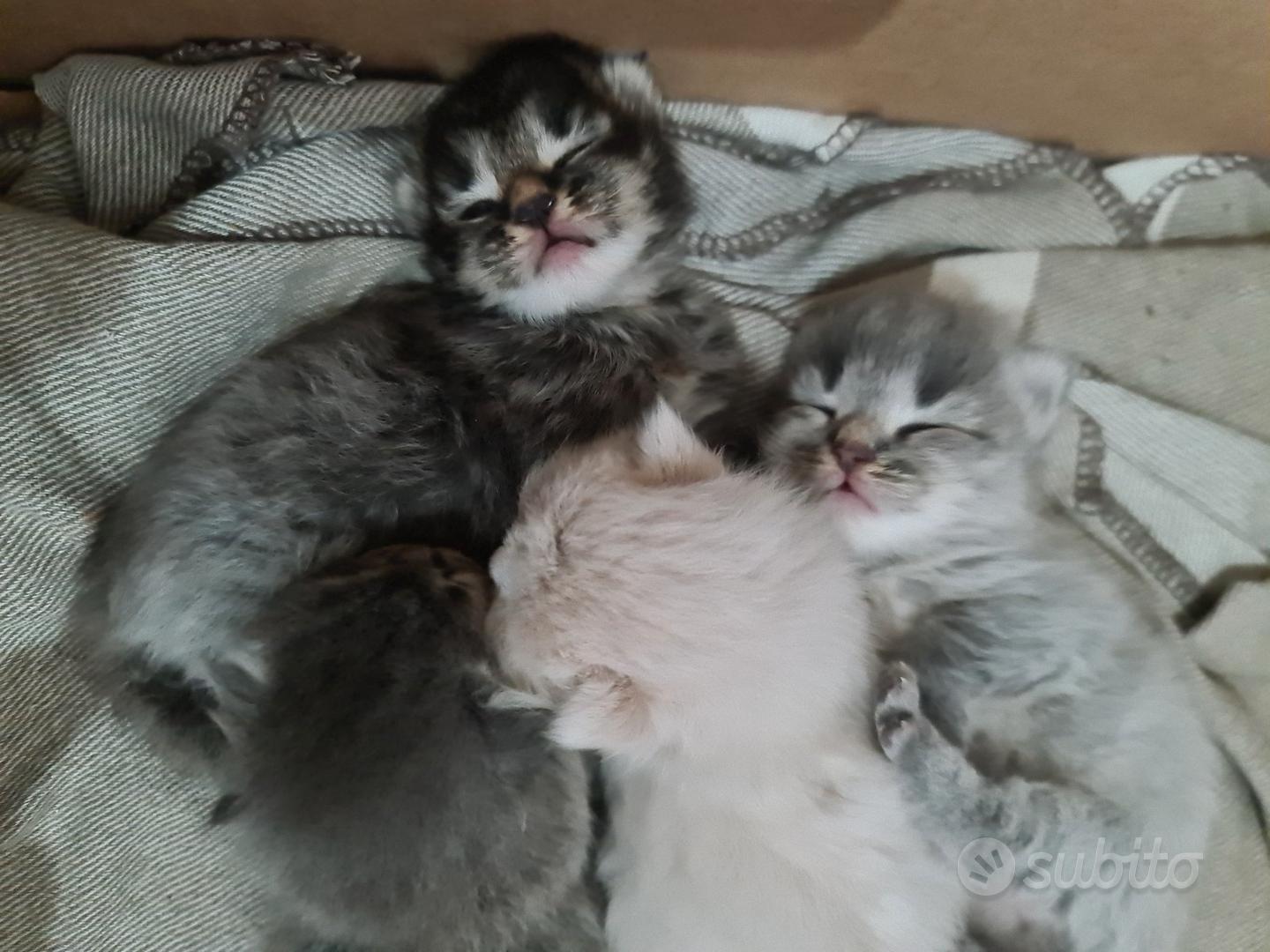 GATTINI SIBERIANI di pura razza - Animali In vendita a Bologna