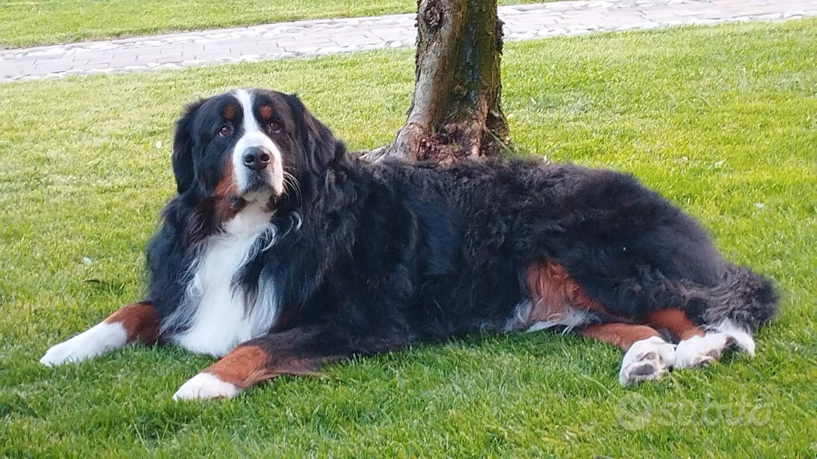 Bovaro del Bernese - Animali In vendita a Treviso