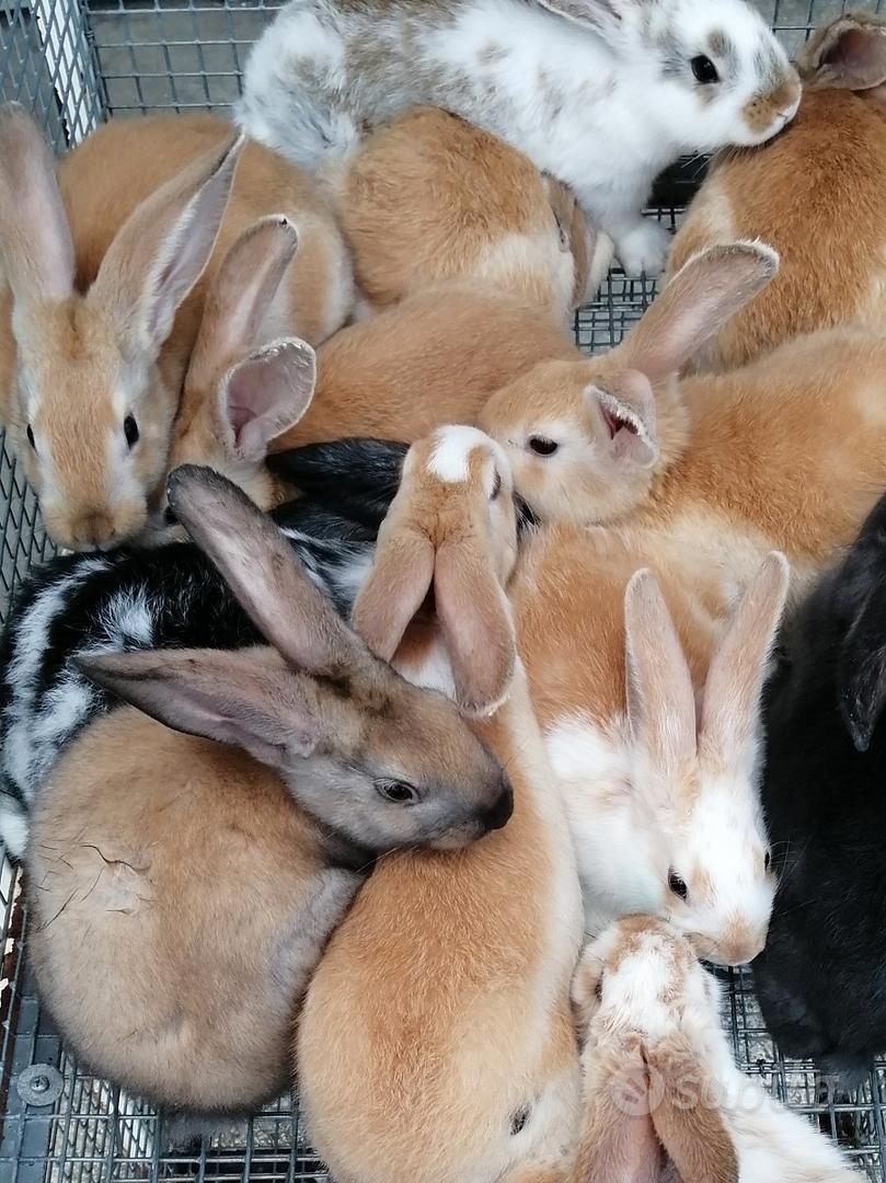 Conigli - Animali In vendita a Ancona