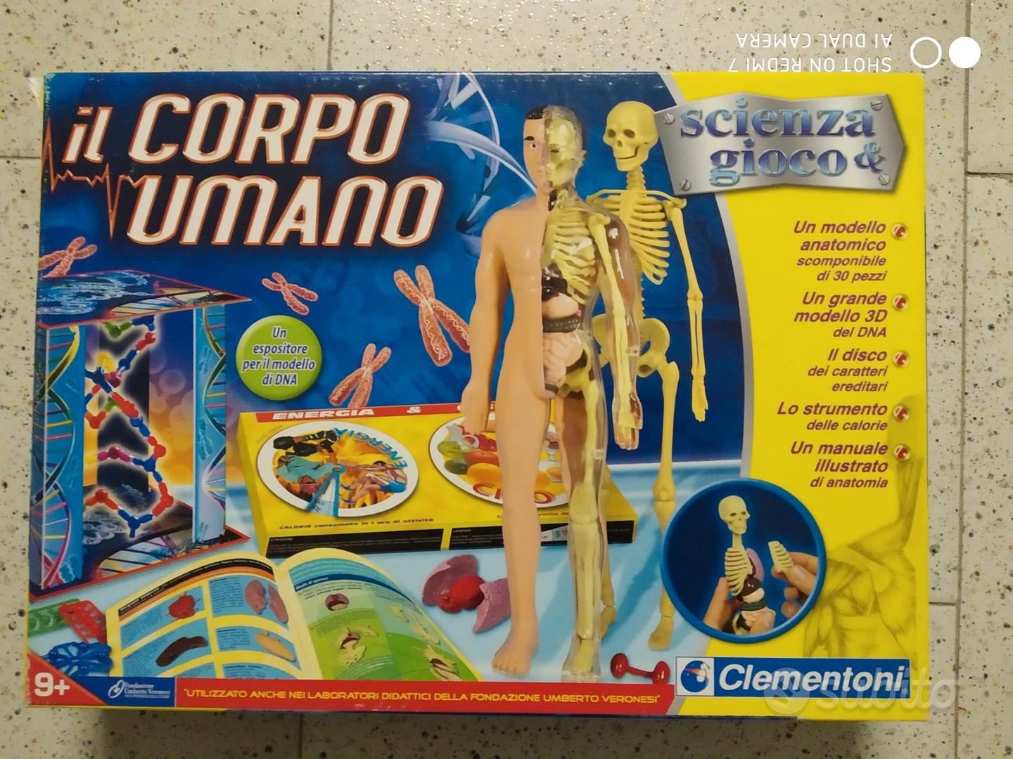 Il corpo umano - Tutto per i bambini In vendita a Verona