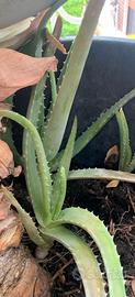 Pianta di Aloe vera piccola senza vaso - Giardino e Fai da te In ...