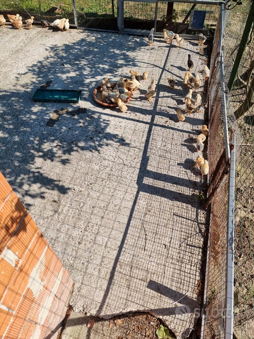 Pulcini - Animali In vendita a Reggio Emilia