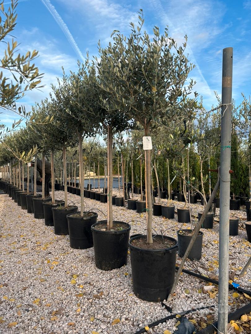 Pianta olivo leccino 10 anni altezza 200/220 cm - Giardino e Fai da te ...