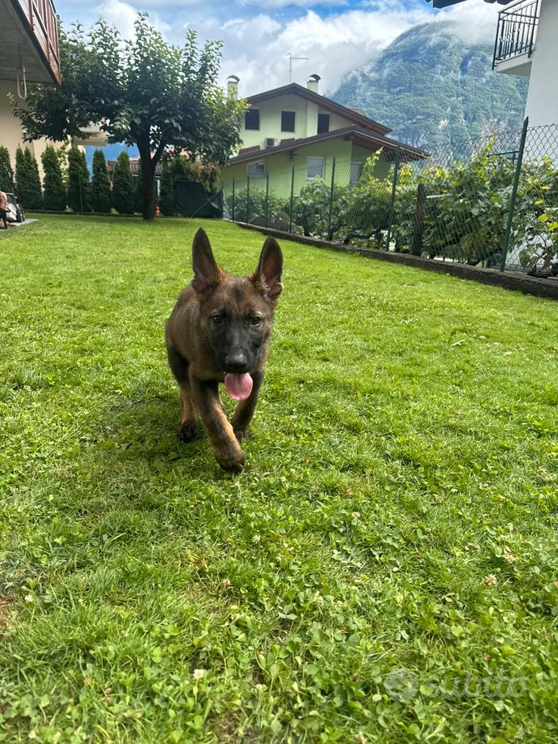 Pastore Tedesco Gigione - Animali In vendita a Trento