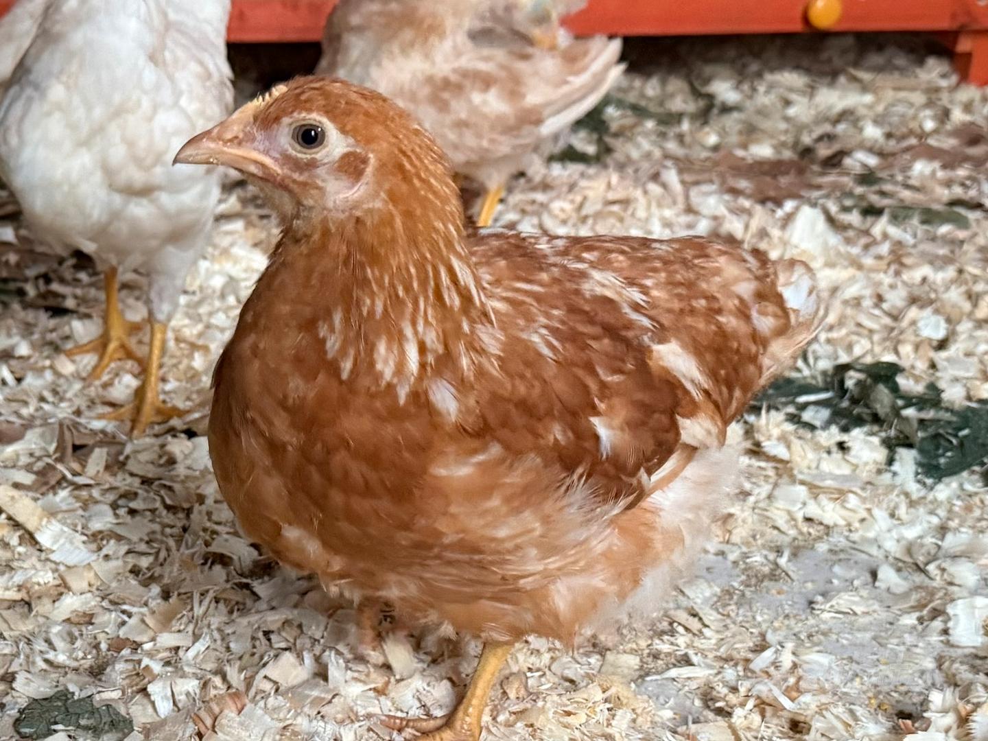 Galline ovaiole - Animali In vendita a Gorizia