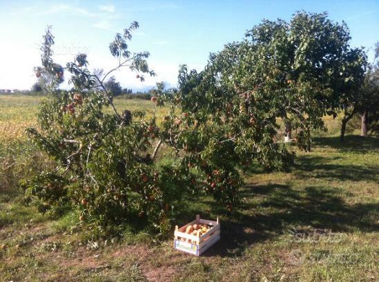 Frutteto con annesso agricolo e 2 pozzi per acqua - Terreni e rustici ... Frutteto con annesso agricolo e 2 pozzi per acqua - Terreni e rustici ...