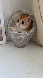 Scottish fold e straight golden NY12 - Animali In vendita a Bologna