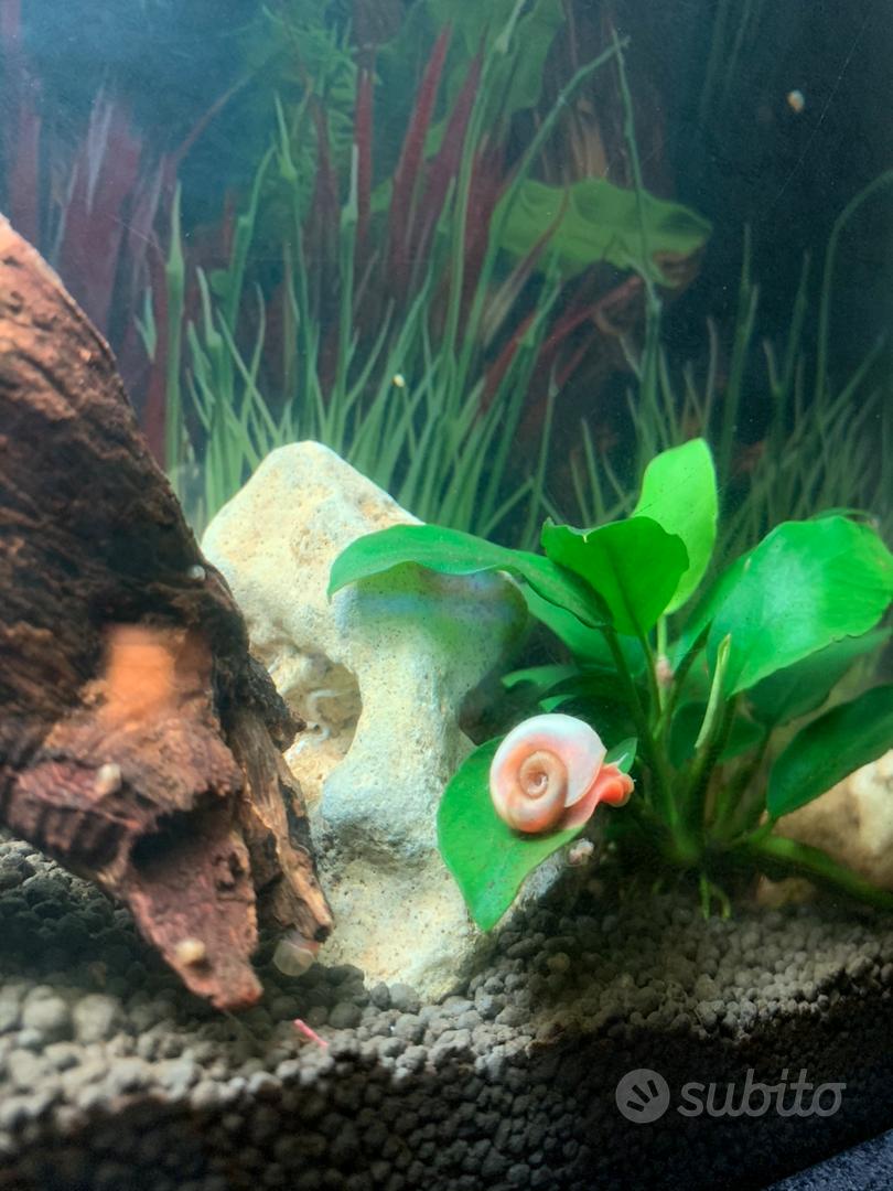 Lumache Planorbarius Rosa - Animali In vendita a Roma