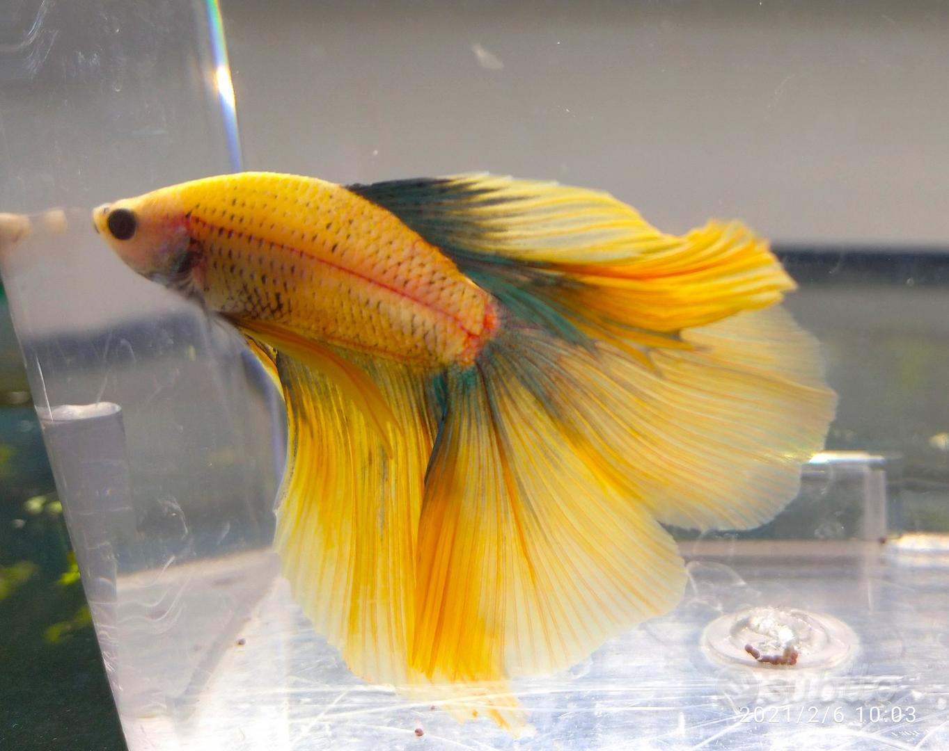 Betta Splendens (Pesce Combattente) Maschi - Animali In vendita a Milano